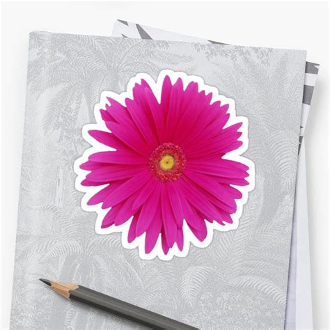 A Fuchsia Gerbera Daisy Flower In Multiple Sizes On An Orange