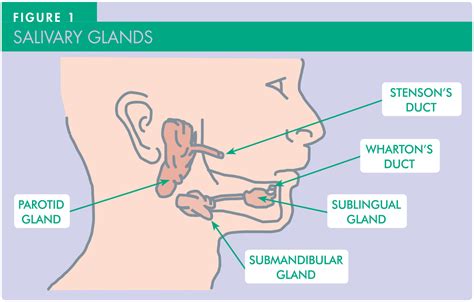 Submandibular Gland Duct