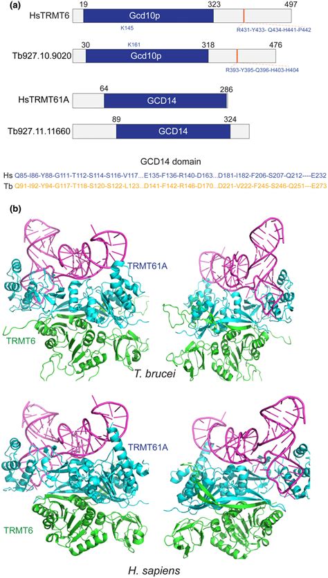 M1a Writers Orthologs In T Brucei A Domain Structure Conservation Download Scientific