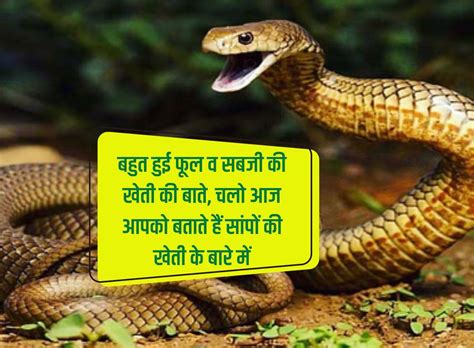 बहुत हुई फूल व सब्जी की खेती की बाते चलो आज आपको बताते हैं सांपों की