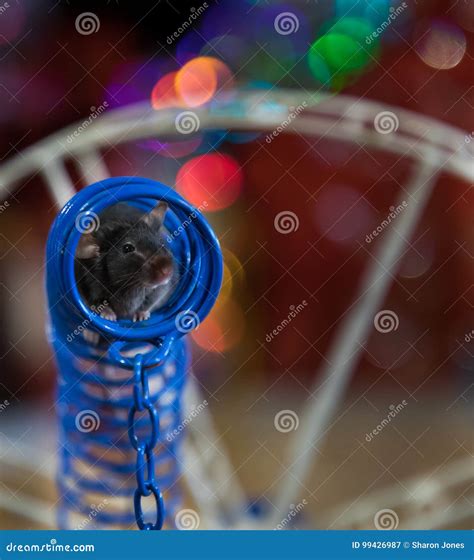 Mouse Circus Stock Image Image Of Show Toys Bright 99426987