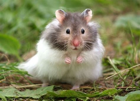 Имена для хомяков мальчиков