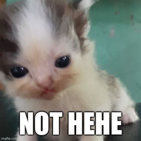 Pin By J On Meme Cat Memes Funny Cats Cute Cat Memes