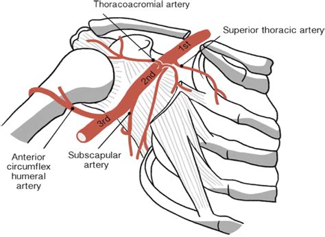 Anatomy Description Of The 3 Parts Of Axillary Artery Download