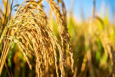 How To Grow Rice A Guide To Growing Rice Fertilizer For Plants Liquid