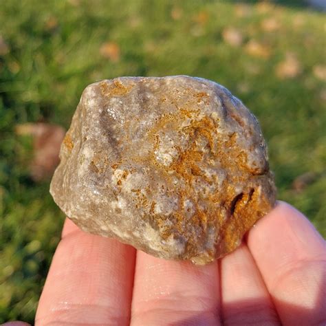 Rough Stromatoporoid Sponge Fossil Crinoid Fossils Fluorescent Fossil Paleozoic Rock Lake