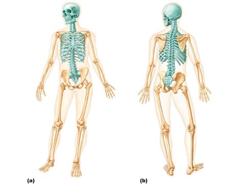 Basic Skeleton Diagram Quizlet