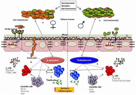 Gut Microbes Sex Hormones And Autoimmunity Protection