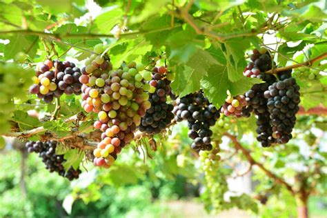 มูลนิธิโครงการหลวง Royal Project Foundation