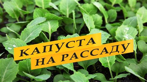 Капуста. Посев семян на рассаду. - YouTube