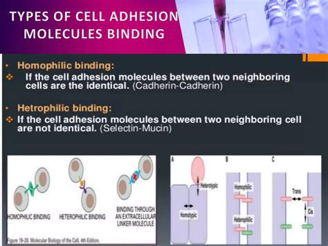 Cellular Signalling And Its Components Ppt
