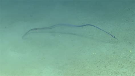 Snipe Eel September 2 2019 Noaa Ocean Exploration
