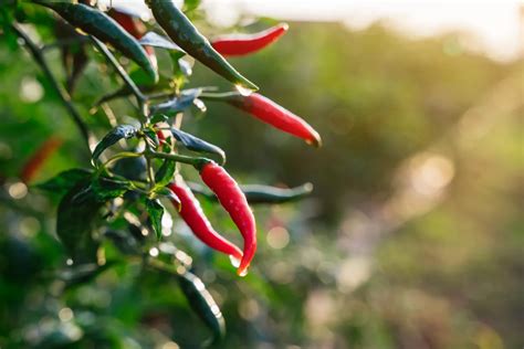 11 Drought Tolerant Vegetables For A Low Maintenance Garden