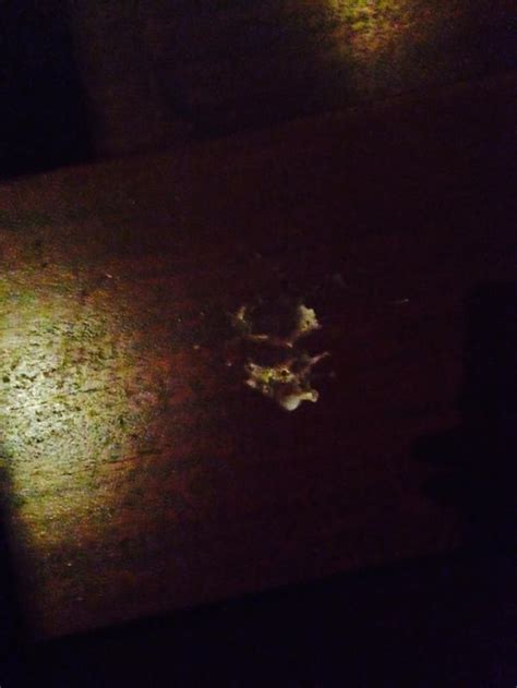 Demonic Bird Crap Of Hell R Oddlyterrifying