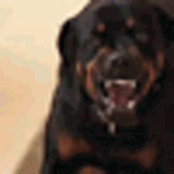 Dog Barking S Download And Share