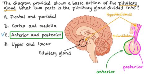 Infundibulum Brain
