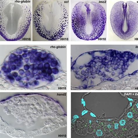 Cellular Morphogenesis In Early Hematopoietic And Vascular Development