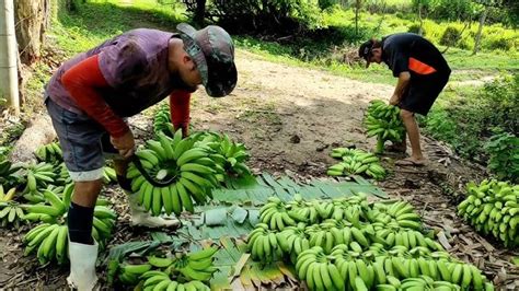 Cidade do Nordeste é a maior produtora de banana do Brasil