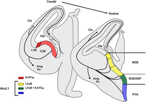 Origins Of Gabaergic Neurons Populating The Cerebral Cortex And