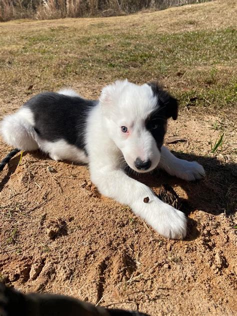Meet Max My 9 Week Old Border Collie Rbordercollie