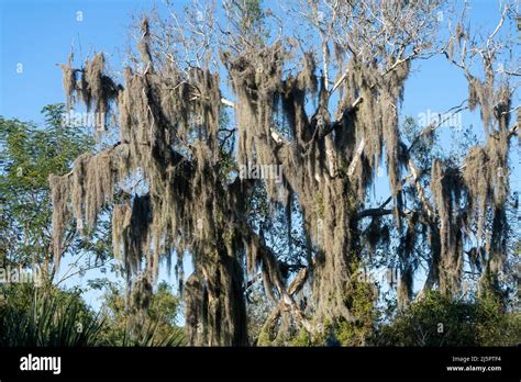 Spanish Moss Tillandsia Usuneoides An Epiphytic Airplant Growing On