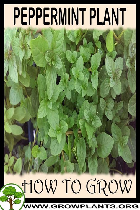 Peppermint Plant How To Grow And Care