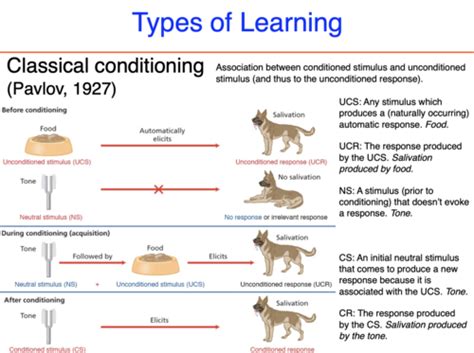 Learning And Memory Flashcards Quizlet