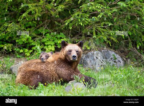 Grizzly Bear Cub And Sow At The Khutzeymateen Grizzly Bear Sanctuary