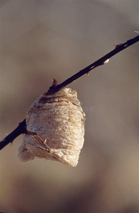 Praying Mantis Egg Case Stock Image Image Of Safe Stem 29058429