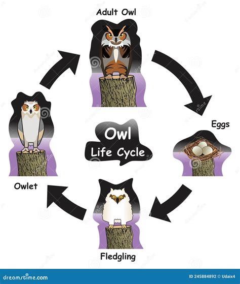 Owl Life Cycle Infographic Diagram Vector Illustration Cartoondealer