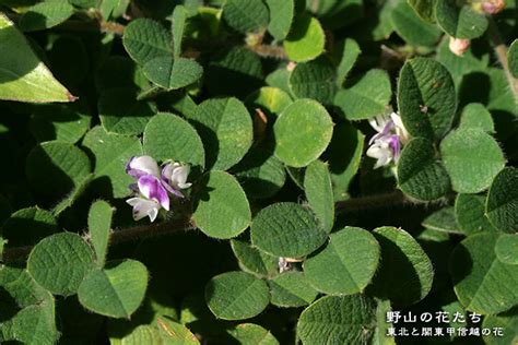 ツルメドハギ 野山の花たち 東北と関東甲信越の花
