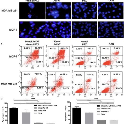 Identification Of Mcf 7 And Mda Mb 231 Cells Apoptosis Induced By The