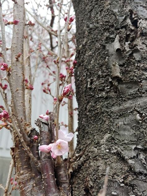 季節の花々も準備中ですが・・・外出はよく見極めて