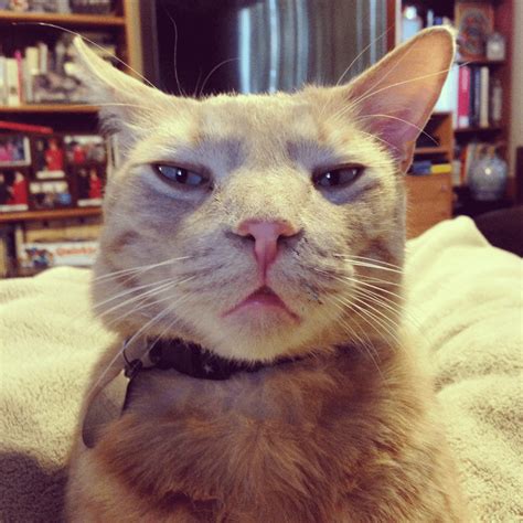 My Cat Gusto Gives Me This Sass Face When I Stop Petting Him Rfunny