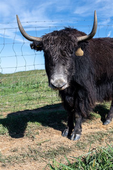 Could Yak Crossbreeding Make Kentucky Beef More Sustainable
