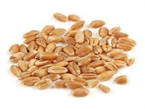 Organic Wheat Seed Jute Bag At Best Price In Samastipur Id 27401845397