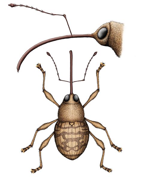 Female Acorn Weevil On Behance