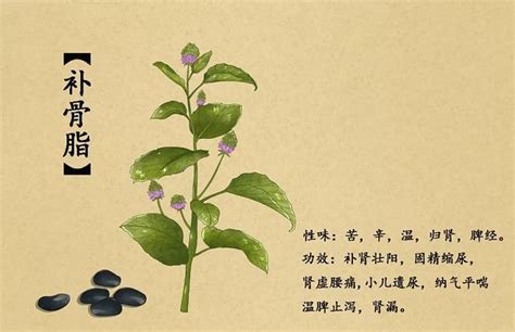 手绘中草药图谱，美翻了！葛根 人参 2 补骨脂 3 枸杞子 4 陈皮 5 茯苓 6 黄芪 7 连翘 8 金银花