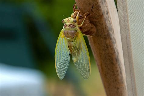 The Enigmatic Cicadas A Complete Guide Excel Pest Service