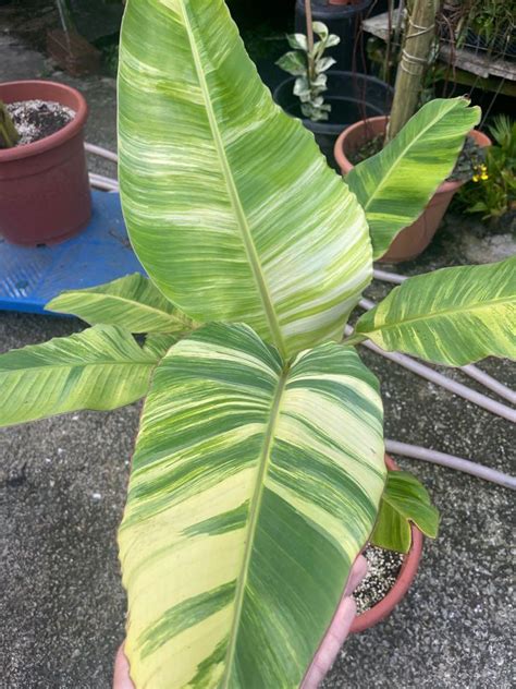 Musa Papua Variegated Yellow Banana Furniture Home Living Gardening