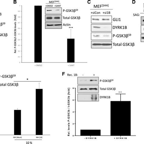 Hh And Dyrk1b Inactivate Gsk3β By Ser9 Phosphorylation A Western Blot