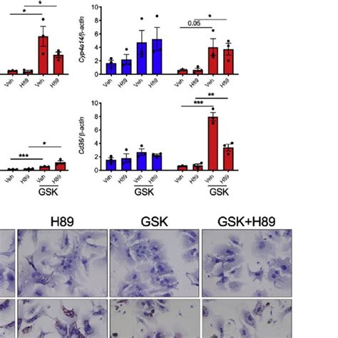 Erk Inhibition Induces Ppara Target Genes Independent Of Pka A Qpcr Download Scientific