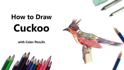 Cuckoo Drawing At Explore Collection Of Cuckoo Drawing
