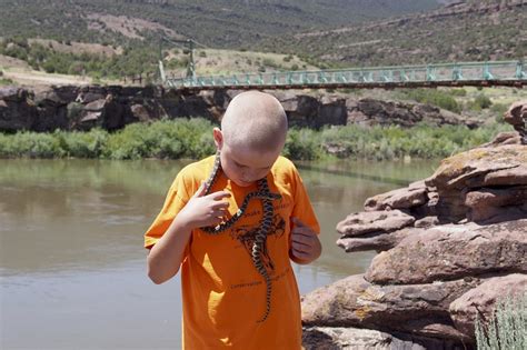 Colorado Snakes Great Basin Gopher Snake Pituophis Catenifer
