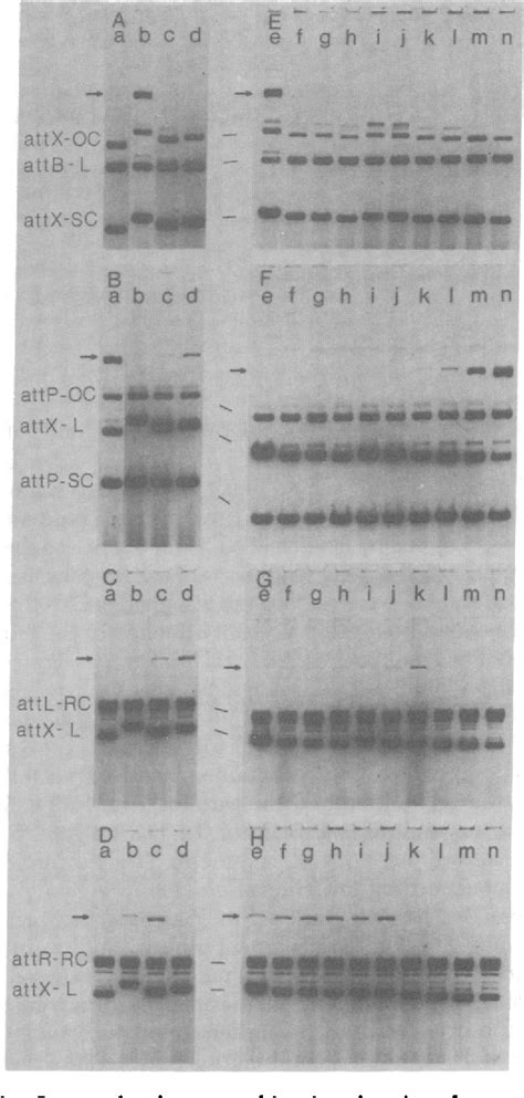Figure 2 From Integrative Recombination Of Bacteriophage X Extent Of The Dna Sequence Involved