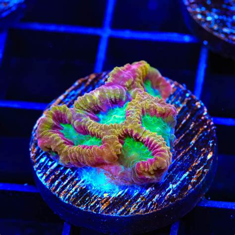 Tsa Pandemic Favia Frag Candy Corals
