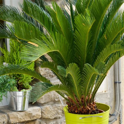 Ou Planter Un Palmier Planter Un Palmier En Pleine Terre Iuqv