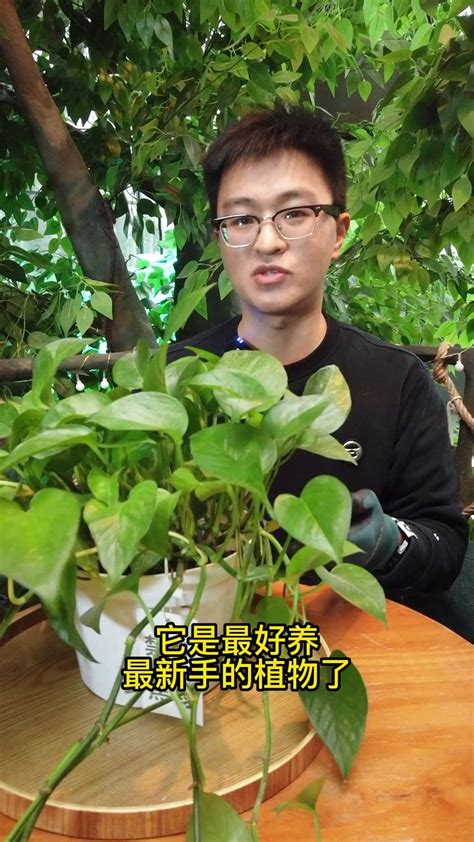 快来认识带锦的绿萝吧~科星球百度百科