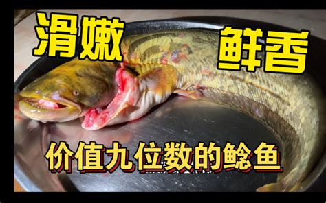 Up下血本，买了条九位数的鲶鱼 胖家军 陈胖胖 胖家军 陈胖胖 哔哩哔哩视频