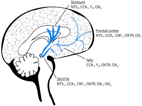 Neuropeptide Receptors That Show Promise As Targets For The Development